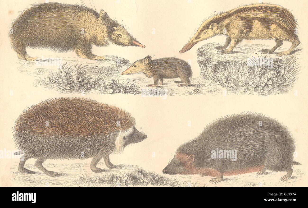 HEDGEHOGS: Silky tenrec; Half-Spined; Prickly Tendrac; White-fronted ...