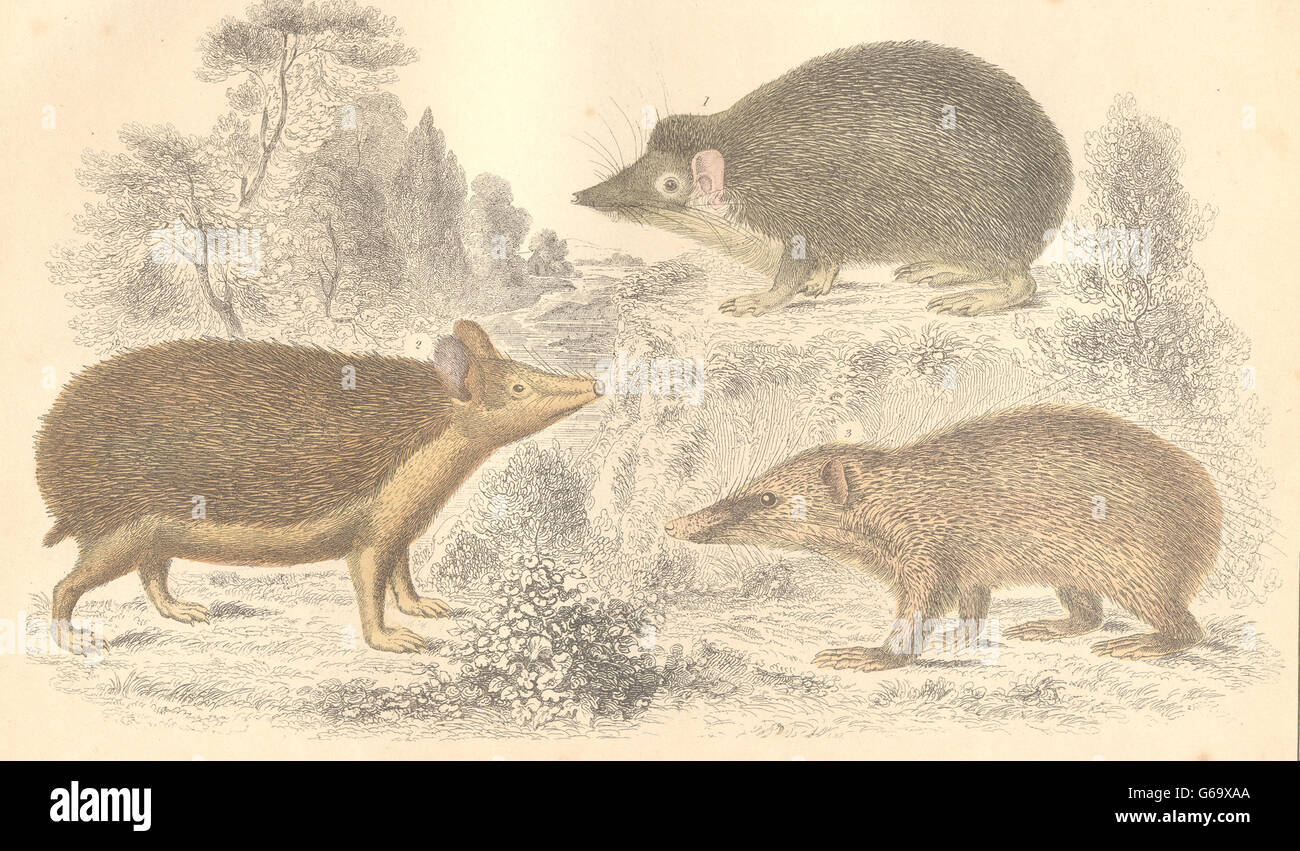 HEDGEHOGS: Swarthy Tendrac; Long-eared Hedgehog; Armed Tenrec ...