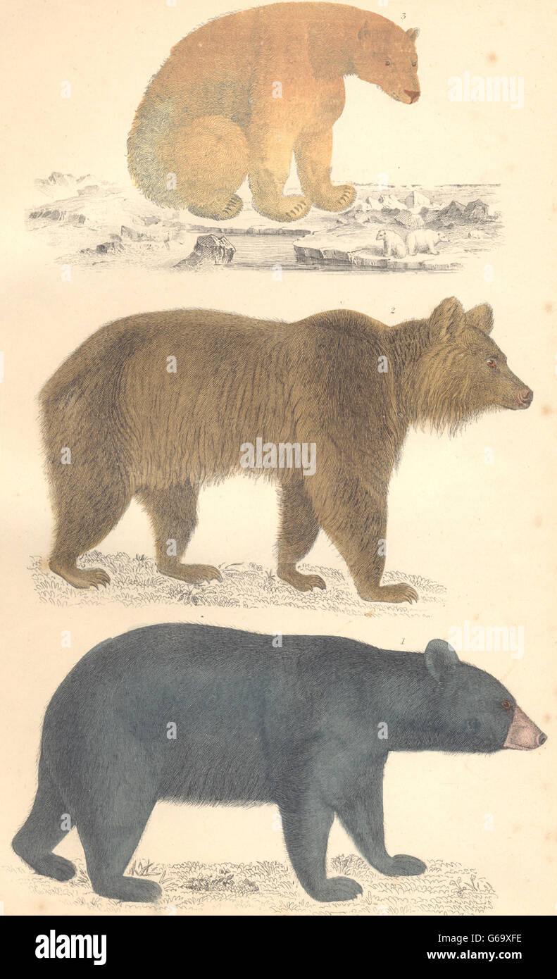 Animated bears hi-res stock photography and images - Alamy