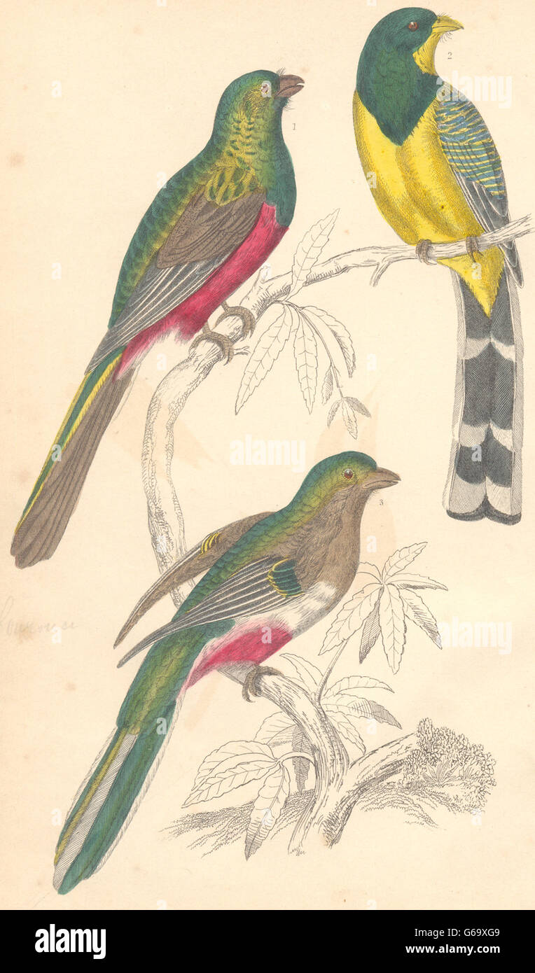 Oliver goldsmith birds hi-res stock photography and images - Alamy