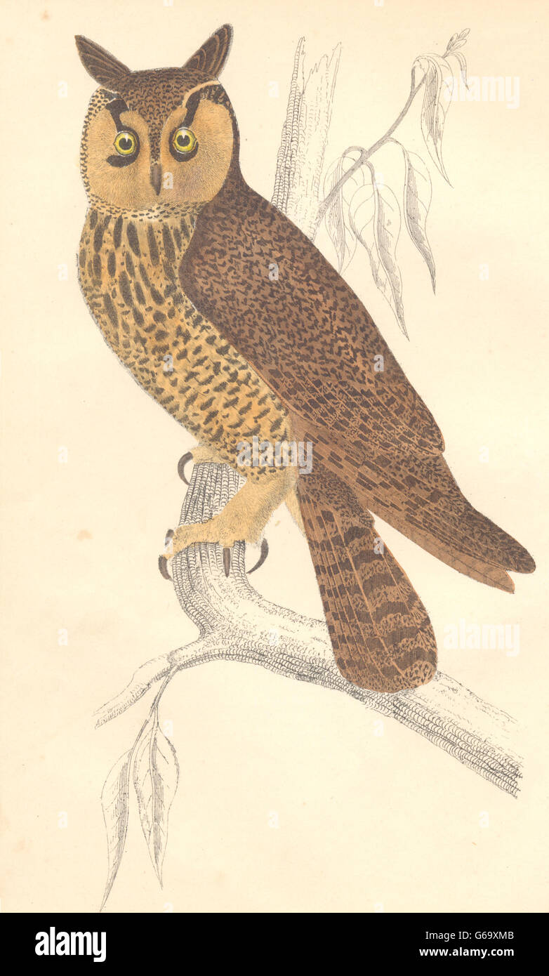 BIRDS: Long-eared Owl. GOLDSMITH. Hand coloured, antique print 1870 ...