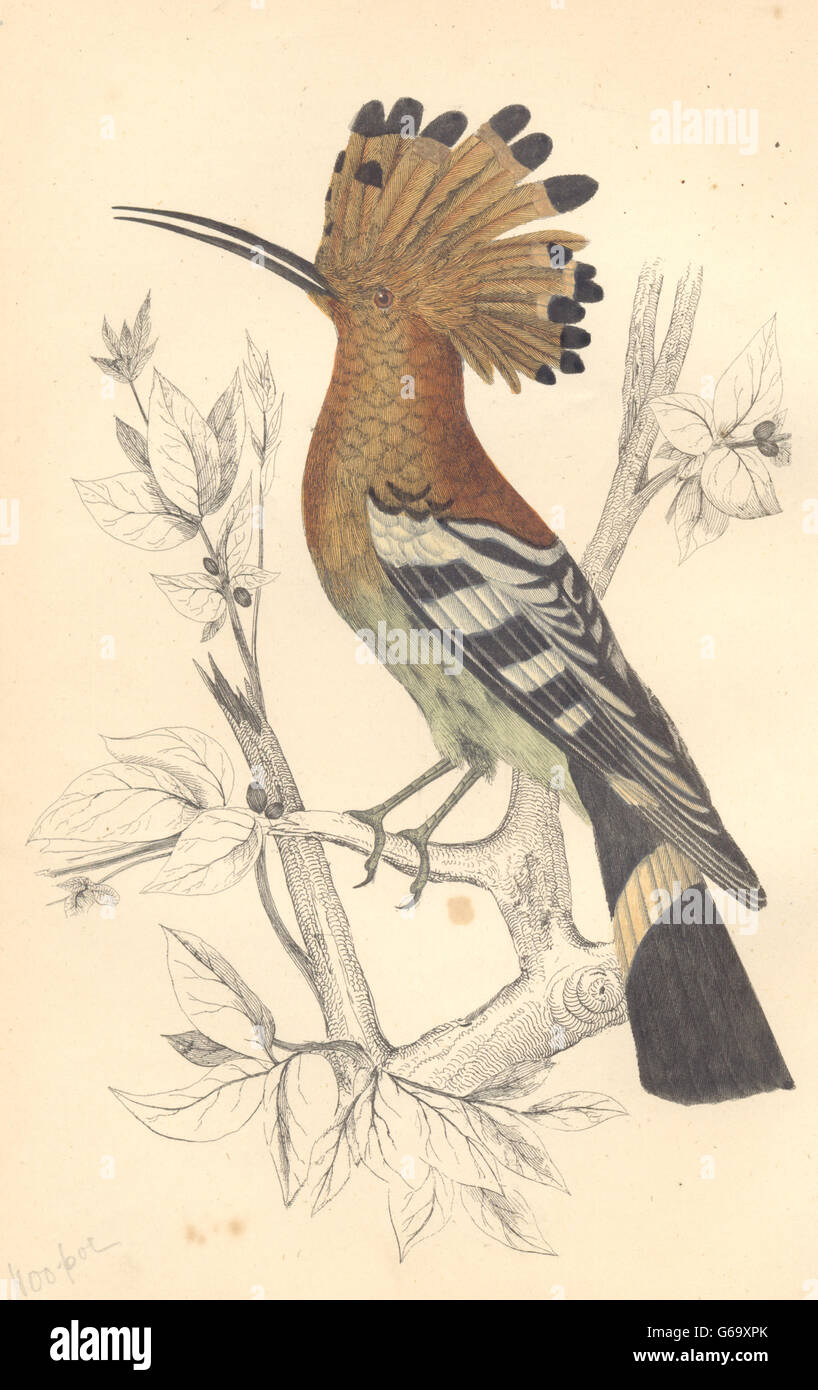 Oliver goldsmith birds hi-res stock photography and images - Alamy