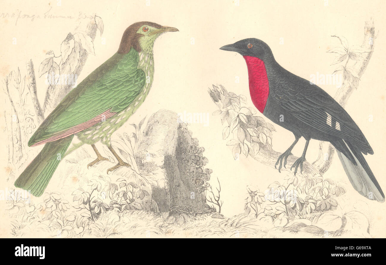 BIRDS:Araponga Summer Bird(female);Red-breasted fruite crow.GOLDSMITH ...