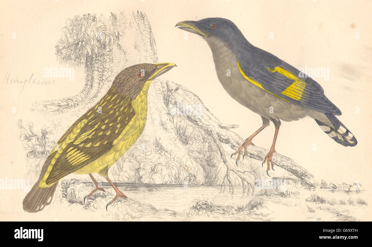 Oliver goldsmith birds hi-res stock photography and images - Alamy