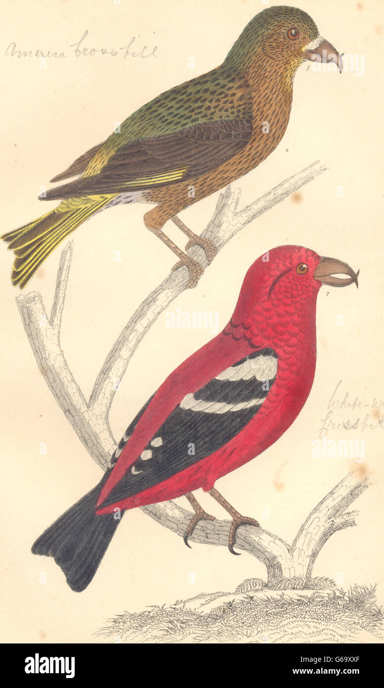 CROSSBILLS: American Crossbill (male) . White-winged. GOLDSMITH., print ...