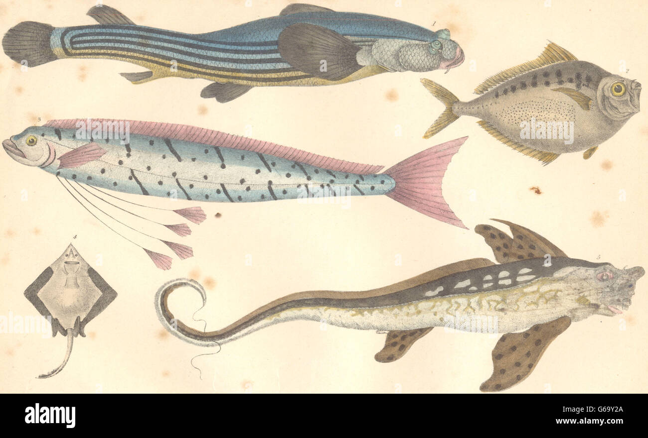 FISH:Anableps Surinamensis;Zeus Insidiator;Gymnetrus Hawkenii;Raja ...