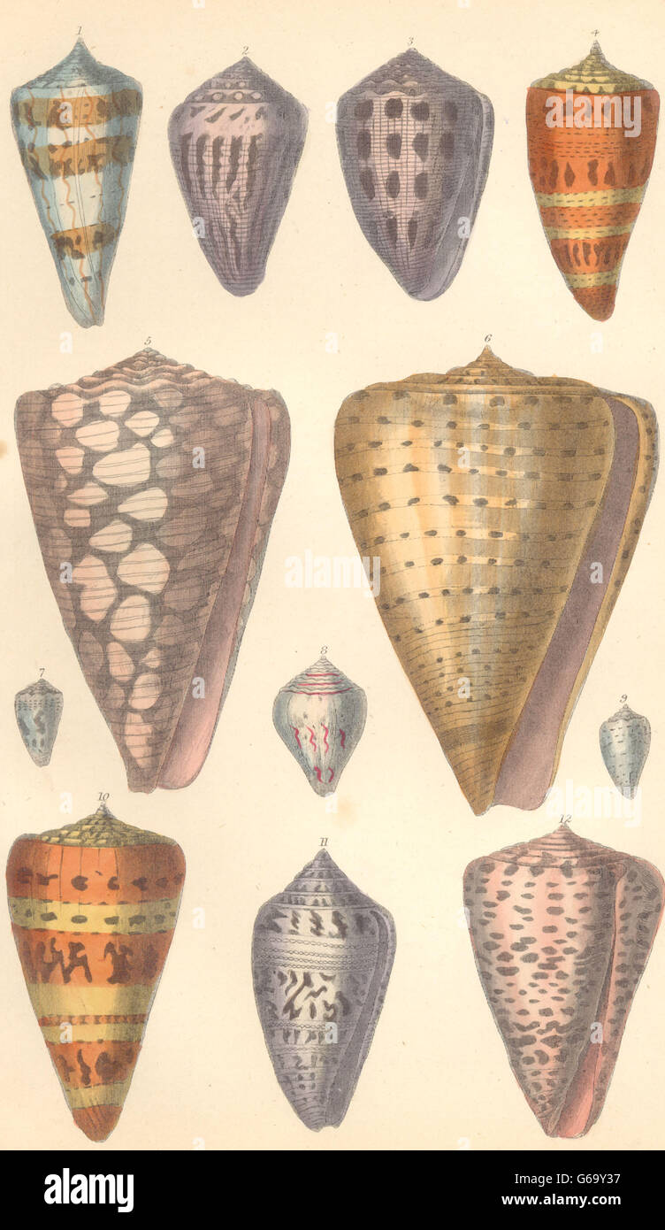 Marbled cone hi-res stock photography and images - Alamy