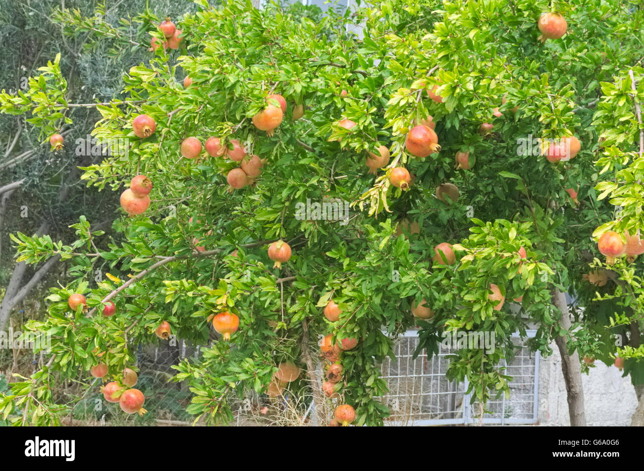 Pomegranate Tree with Fruits in the Garden Stock Photo - Alamy