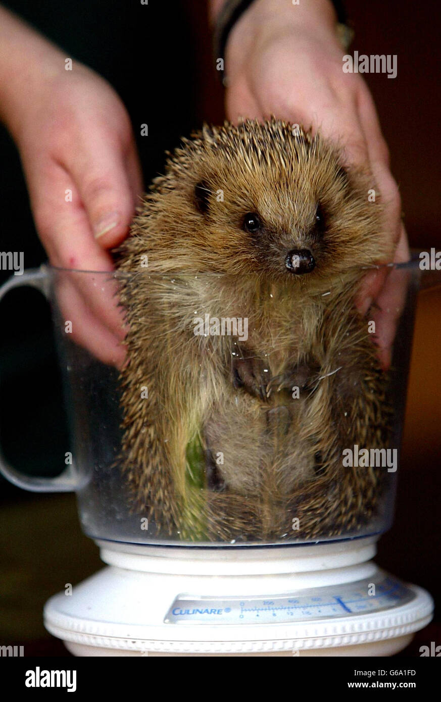 Wildlife rescue animal culling safety weighing hi-res stock photography ...