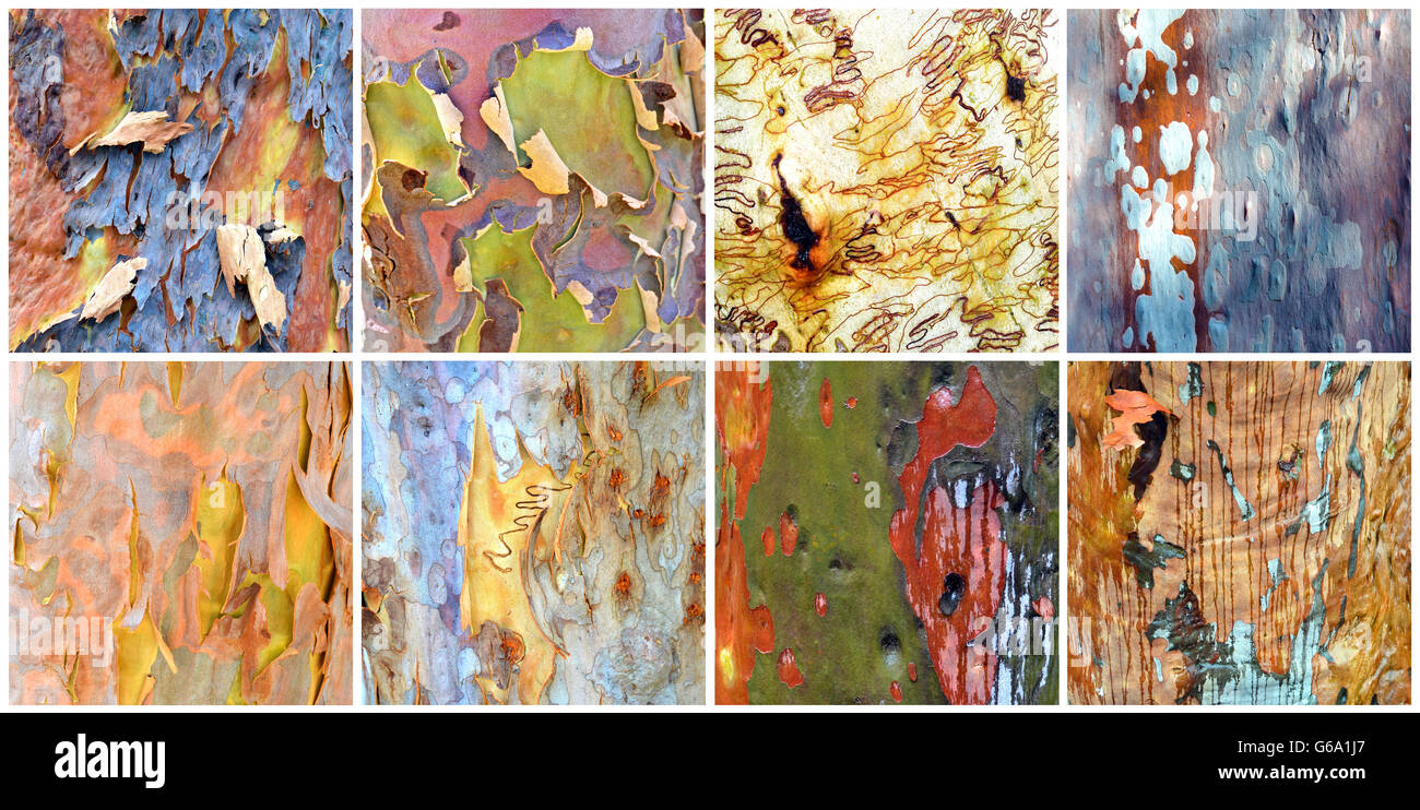 Collage of patterns and rainbow colours of Australian gumtree ...