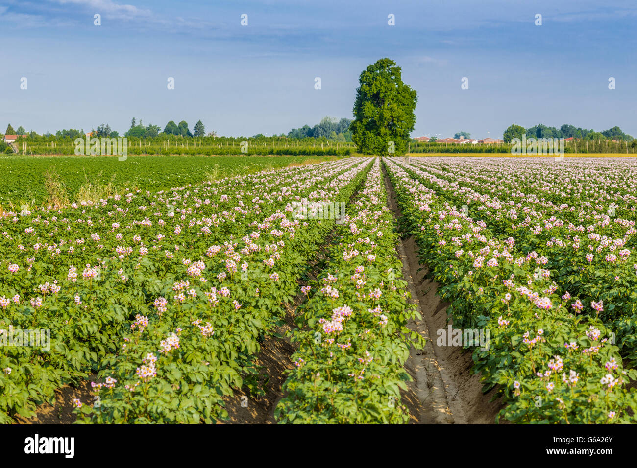 potato fields in bloom Stock Photo - Alamy