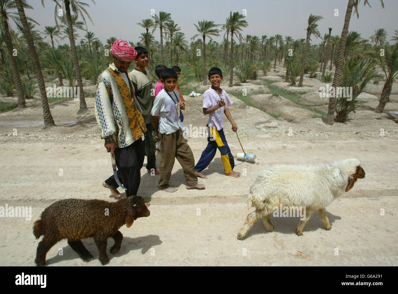 Shepherd in Iraq Stock Photo - Alamy