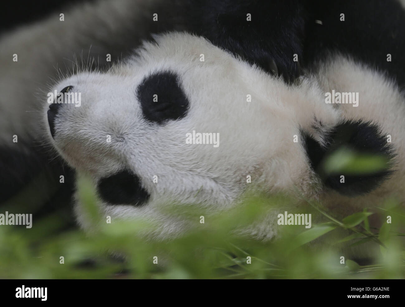 Zoo hopeful of panda pregnancy Stock Photo - Alamy