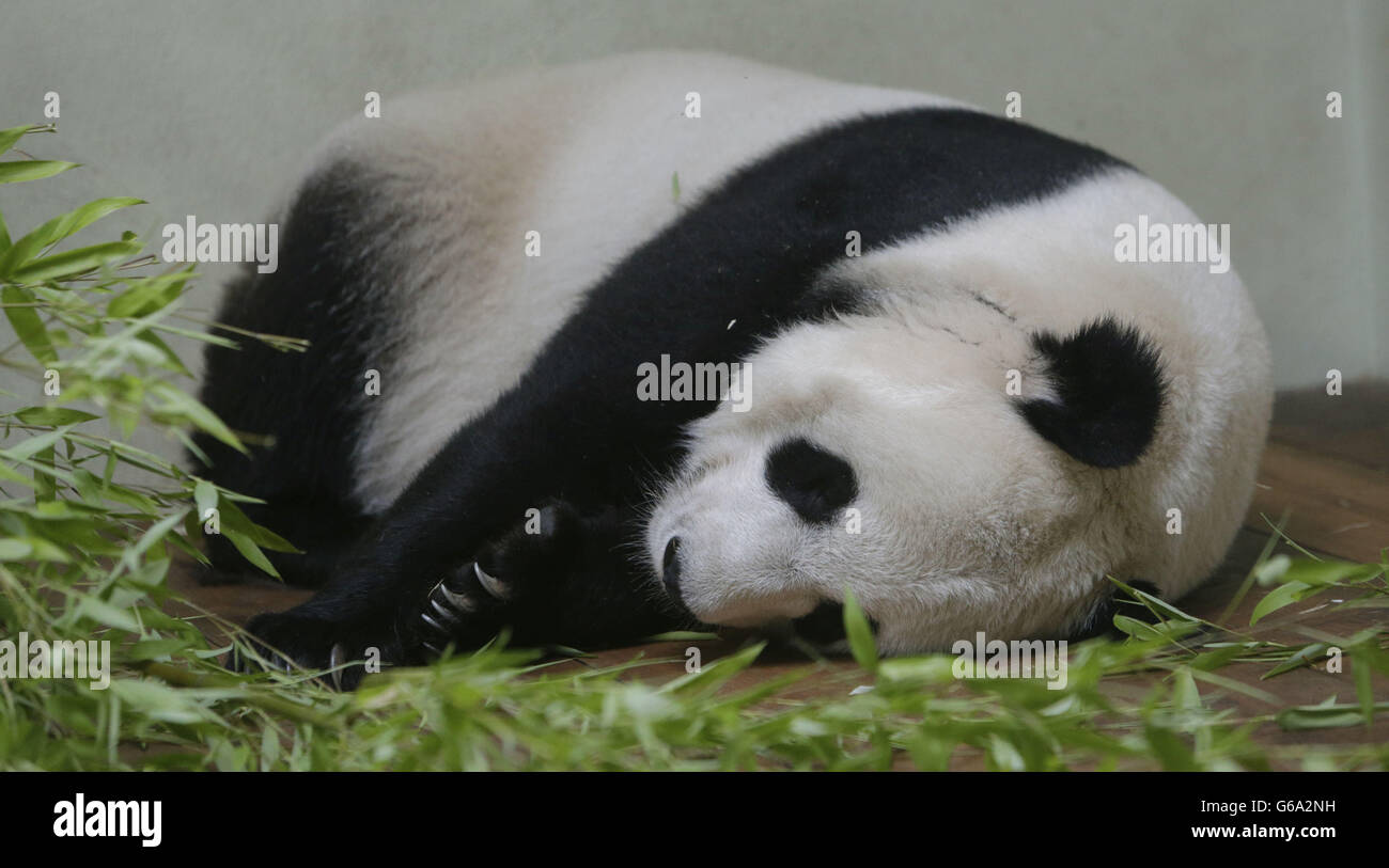 Tian tian the panda in her enclosure at edinburgh zoo hi-res stock ...