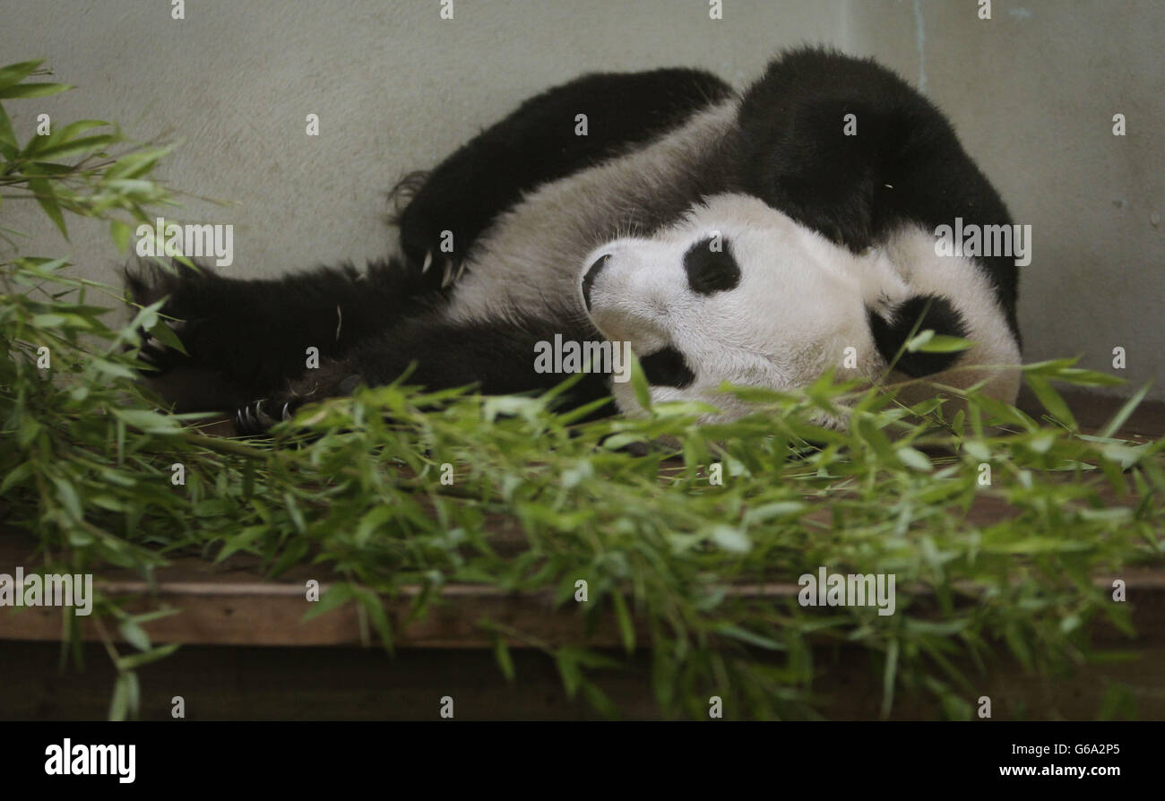 Zoo hopeful of panda pregnancy Stock Photo - Alamy
