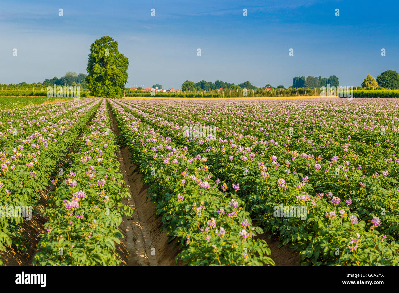 potato fields in bloom Stock Photo - Alamy