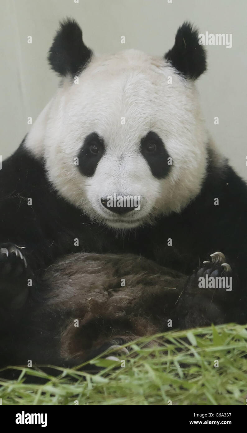 Zoo hopeful panda pregnancy hi-res stock photography and images - Alamy