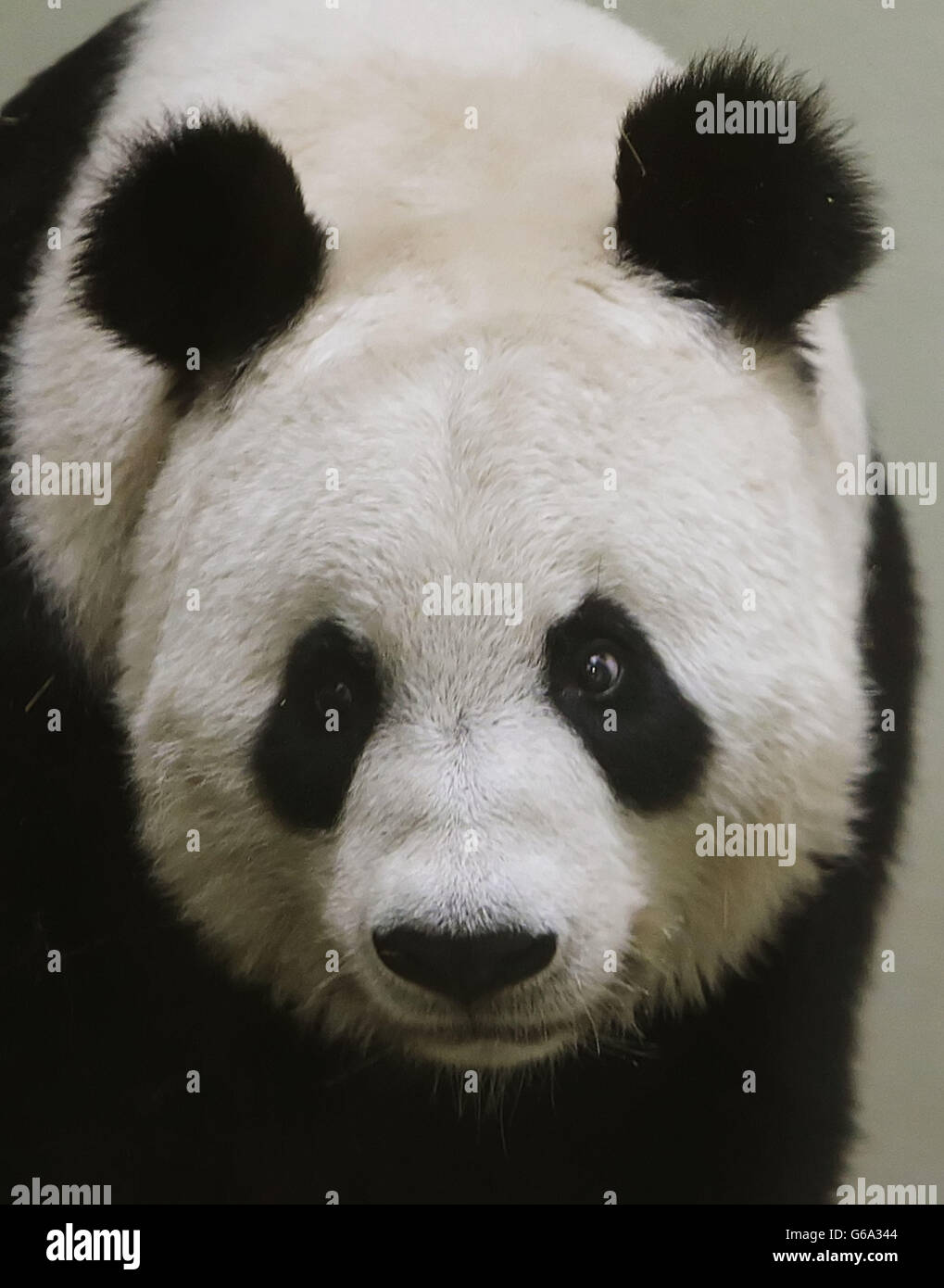 Pregnant giant panda hi-res stock photography and images - Alamy