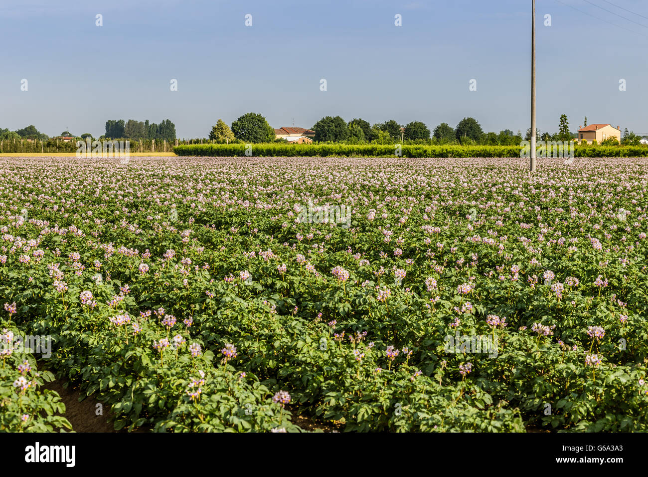 potato fields in bloom Stock Photo - Alamy