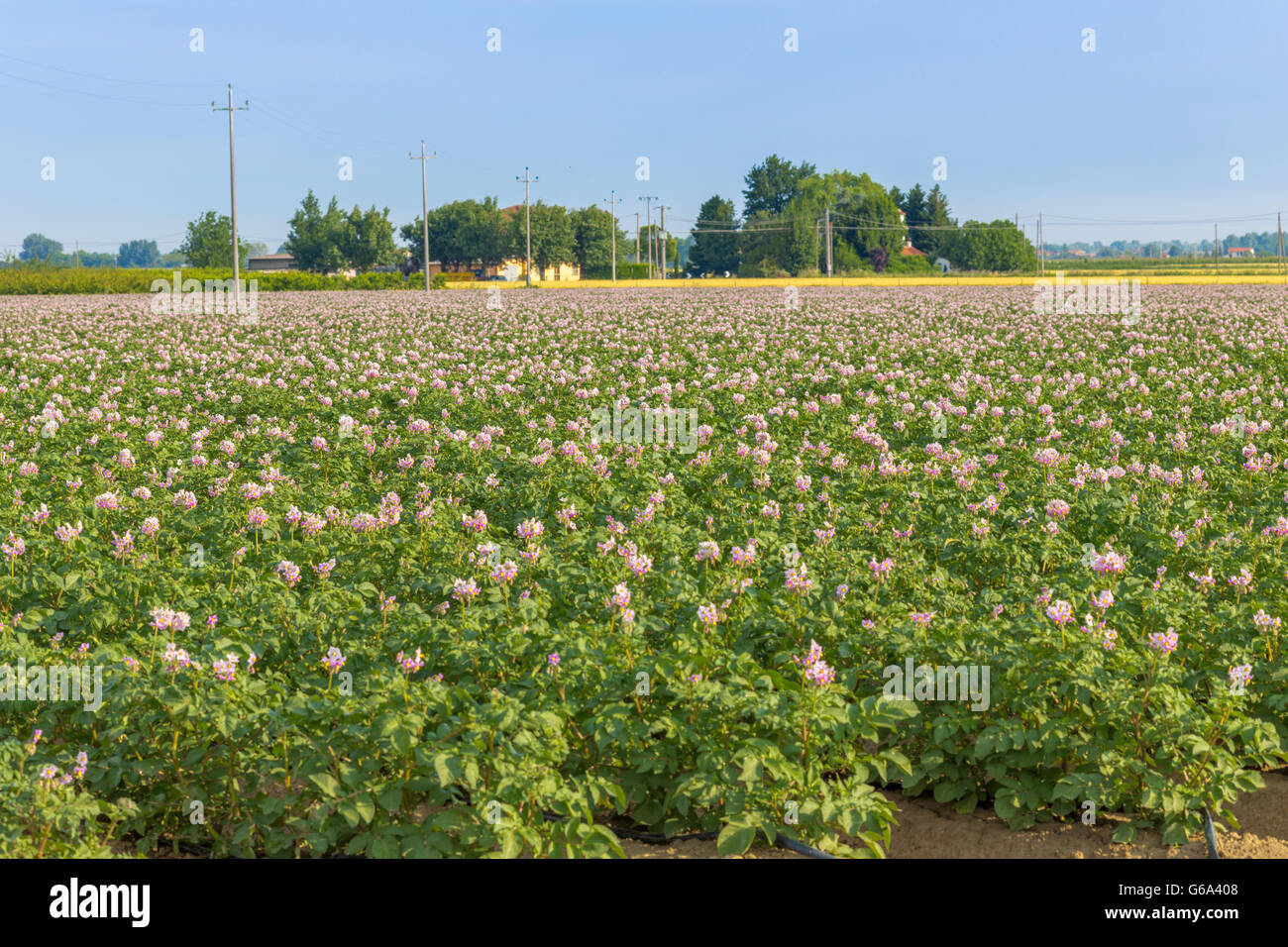 potato fields in bloom Stock Photo - Alamy