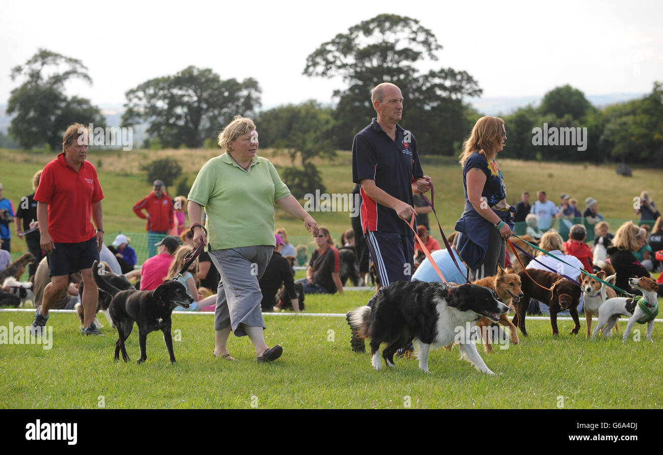 Guinness world record dog hi-res stock photography and images - Alamy