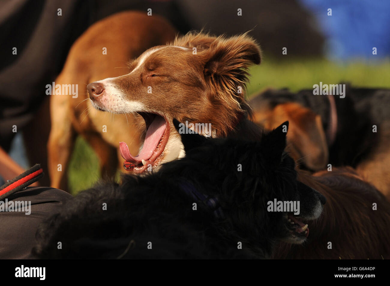 Dog participate in an attempt to break the Guinness World Record for ...