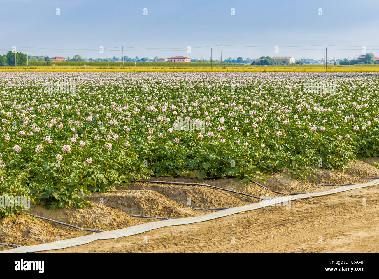potato fields in bloom Stock Photo - Alamy