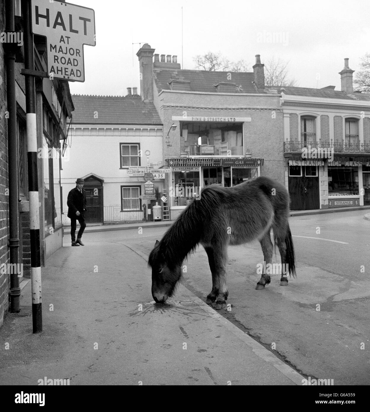 As coolly as a cat lapping cream, this New Forest pony samples tomato ...