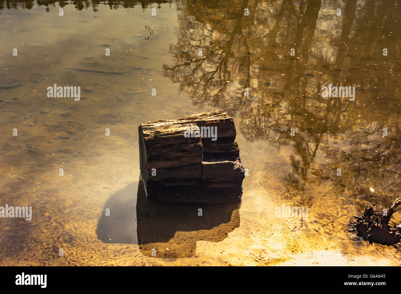 Tree trunk reflection in water hi-res stock photography and images - Alamy