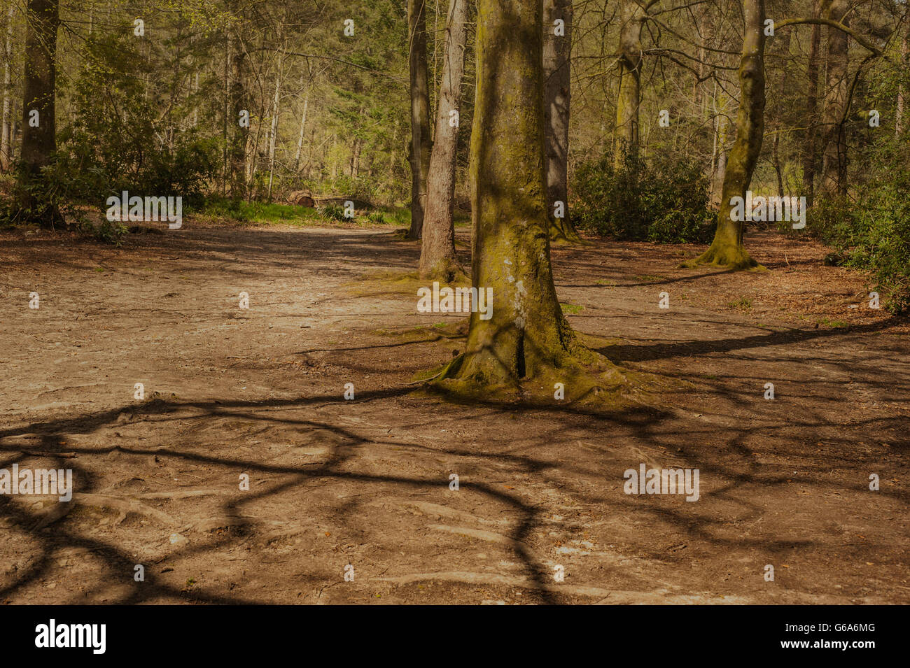 Shadow of the trees Stock Photo - Alamy