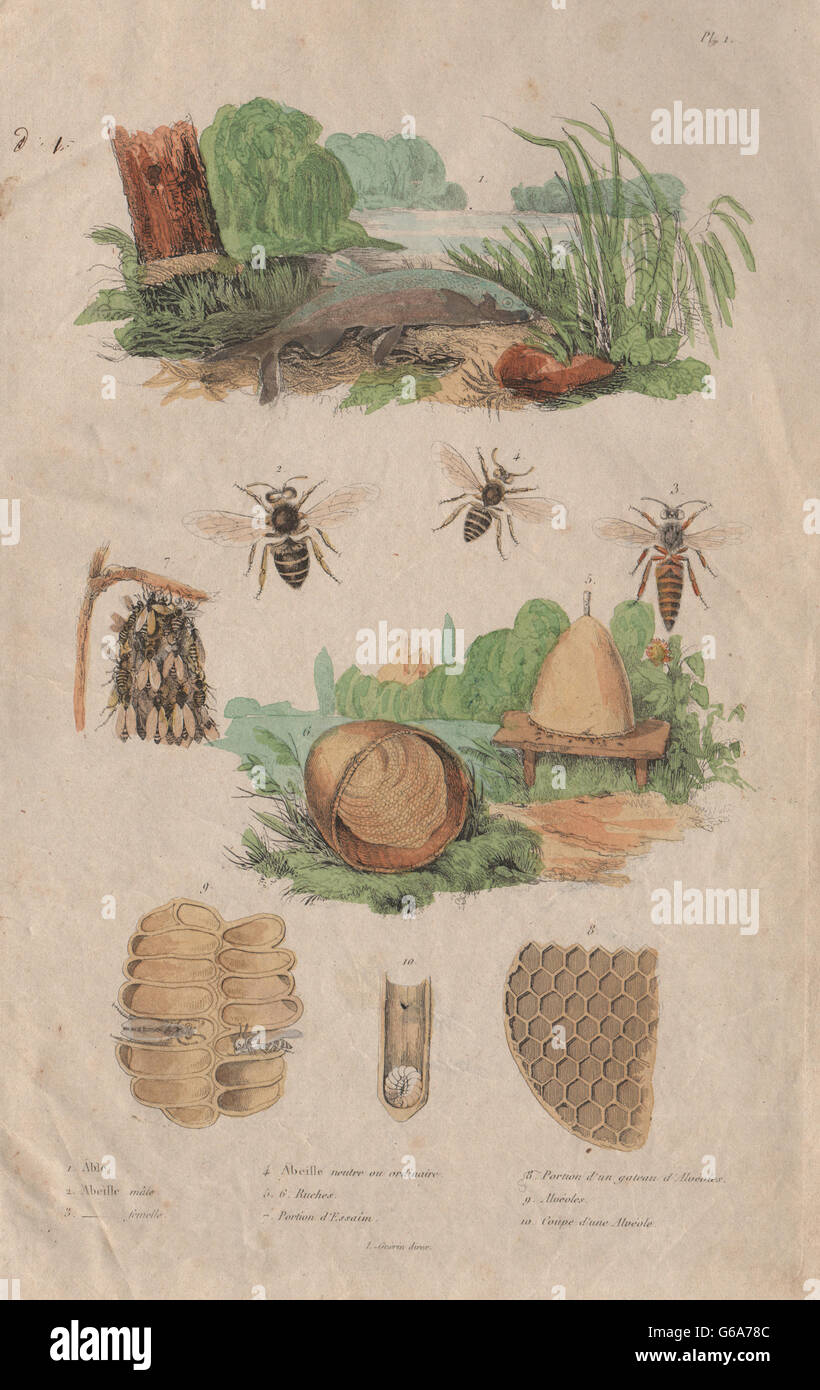 Vintage Beekeeping High Resolution Stock Photography and Images - Alamy
