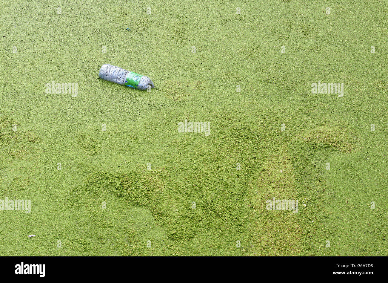 Algae in the Regent's Canal. Algae in the Regent's Canal at Paddington ...