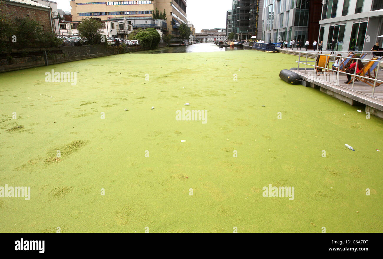 Algae in the Regent's Canal. Algae in the Regent's Canal at Paddington ...