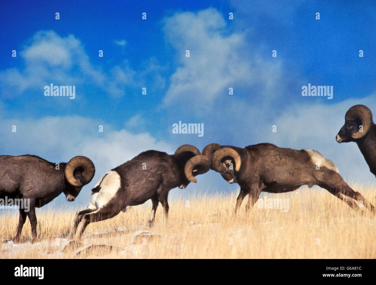 BIGHORNS SHEEP Ovis canadensis RAMS BUTTING HEADS Stock Photo - Alamy