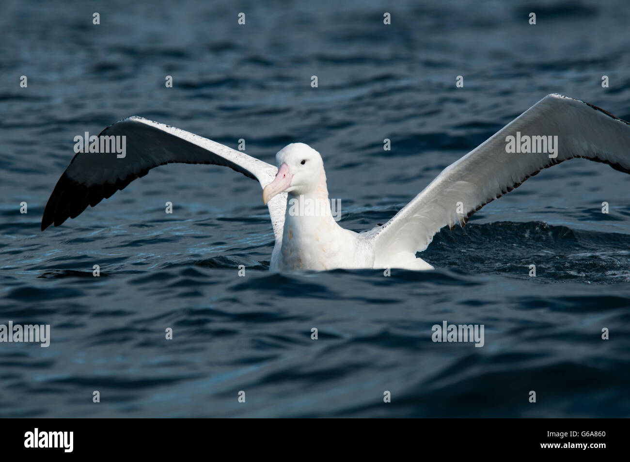 Wandering Albatros swimming on the Pacific Ocean near the coast of ...