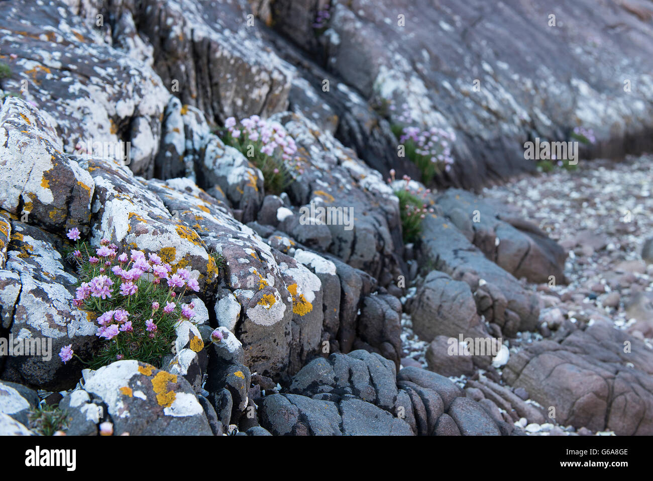 Sea Thrift amongst sea worn torridon sandstone at Mellon Udrigle Stock ...