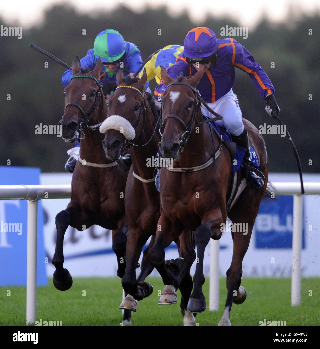 Horse wicklow brave hi-res stock photography and images - Alamy