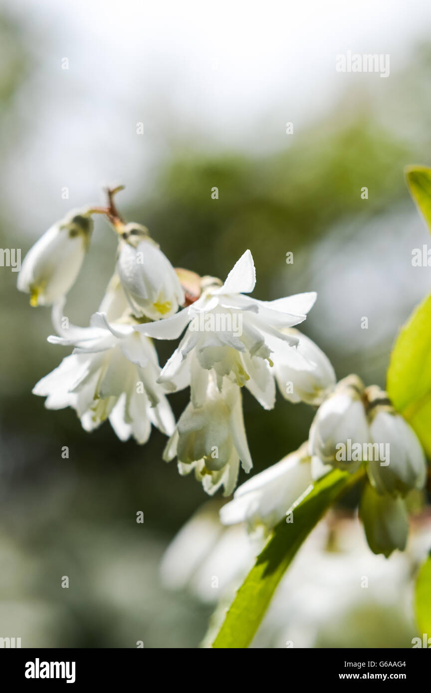 Double white flowers scented hi-res stock photography and images - Alamy