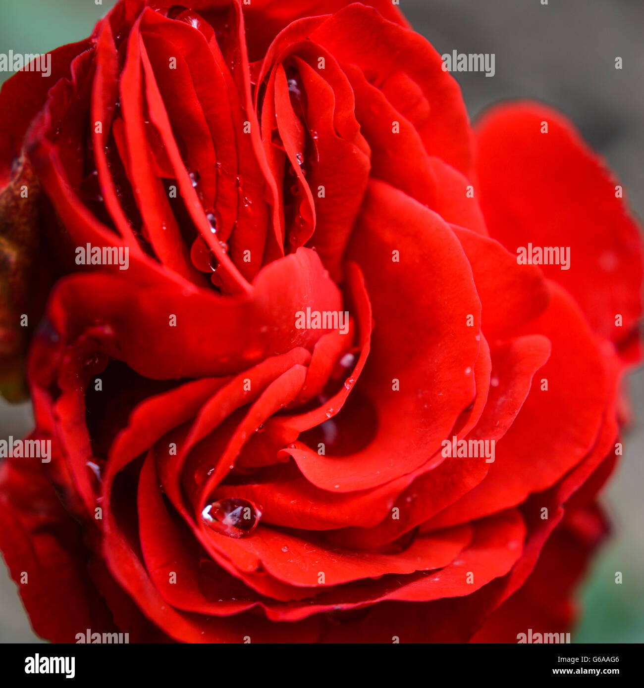 red rose with rain drops macro view Stock Photo - Alamy