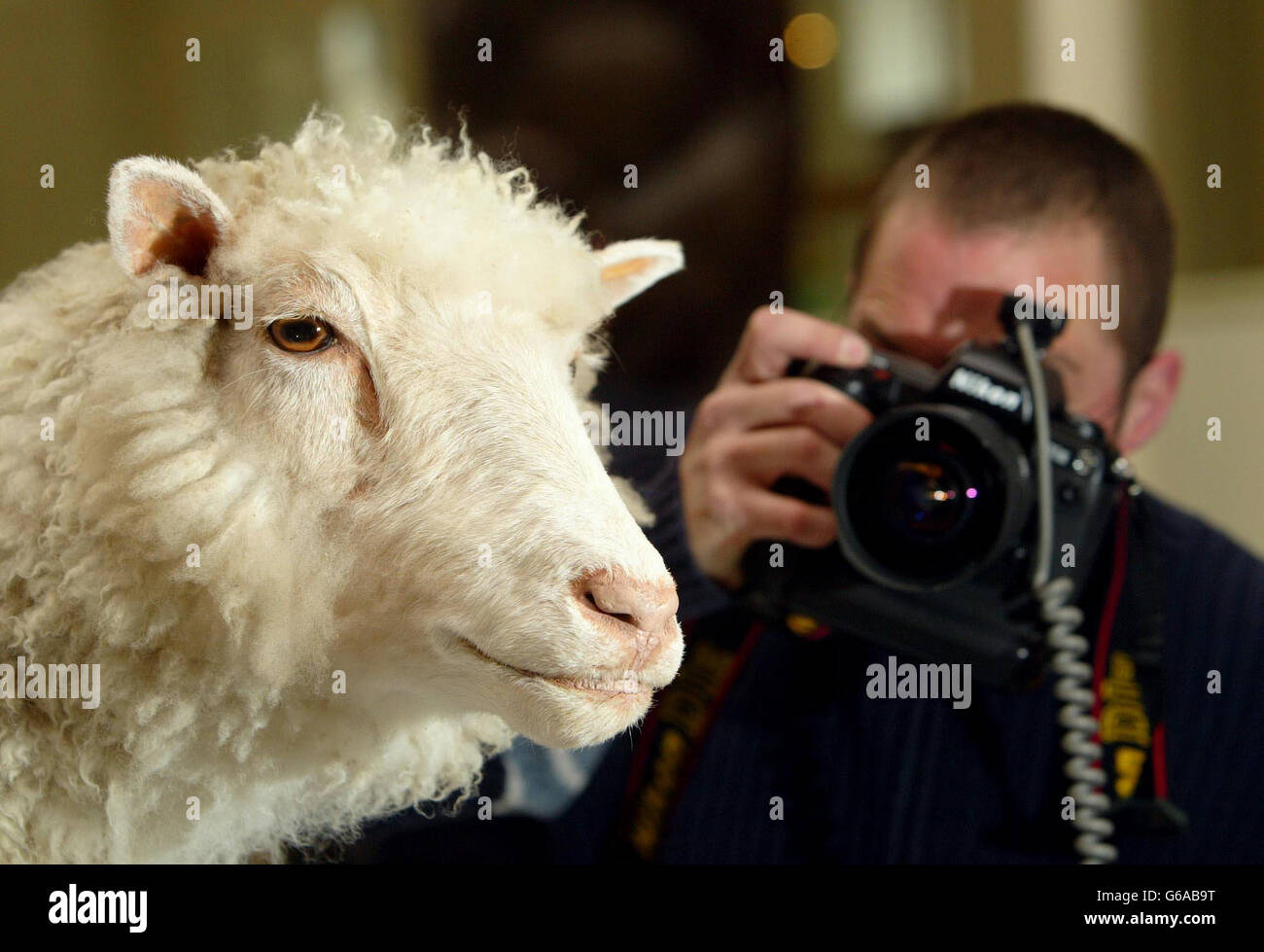 Dolly the Sheep - Preserved Stock Photo - Alamy