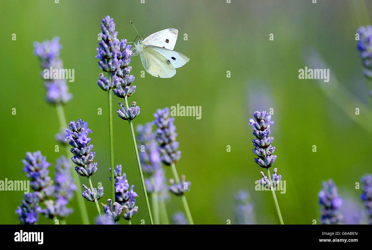 Summer weather August 1 Stock Photo - Alamy
