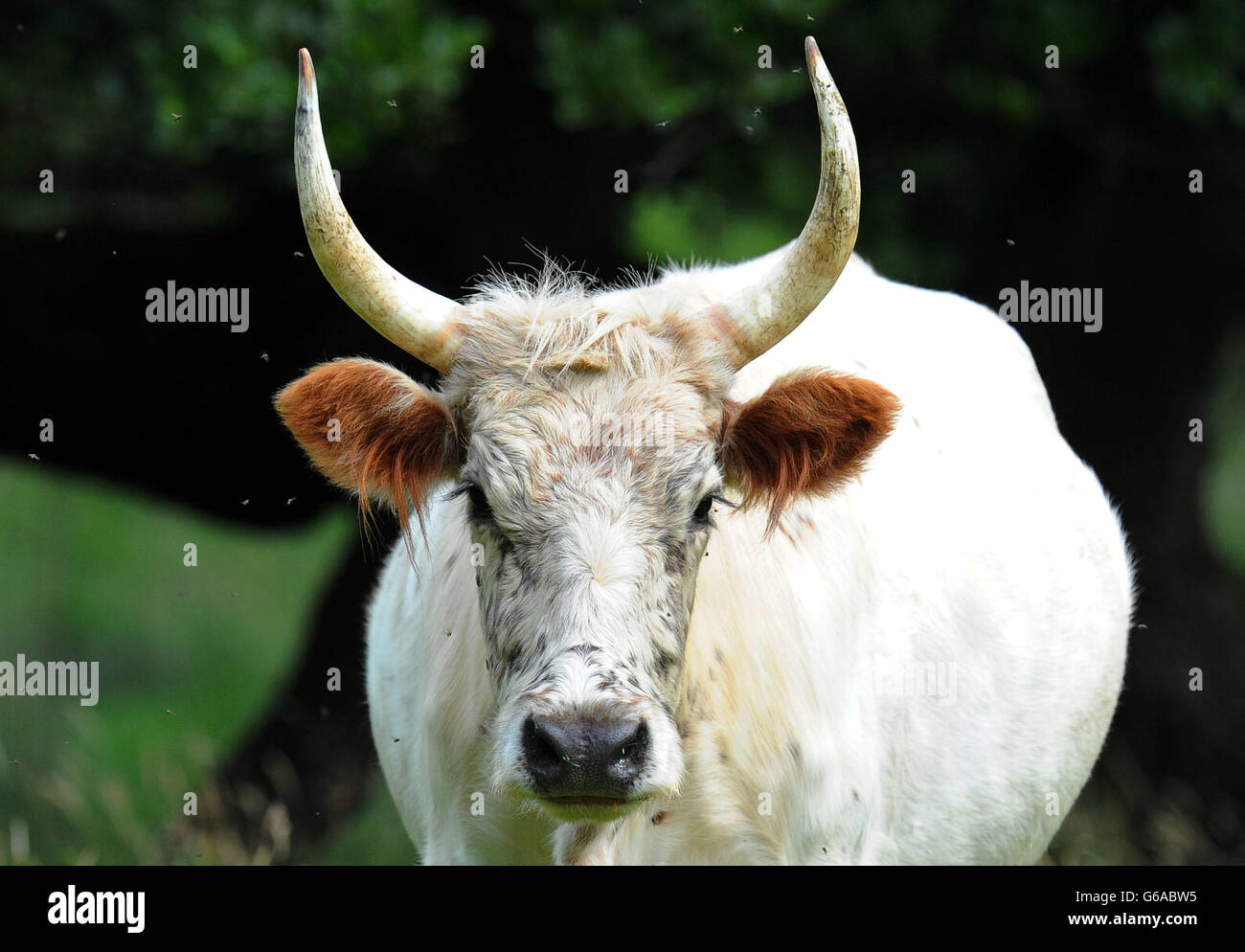 Chillingham wild cattle hi-res stock photography and images - Alamy