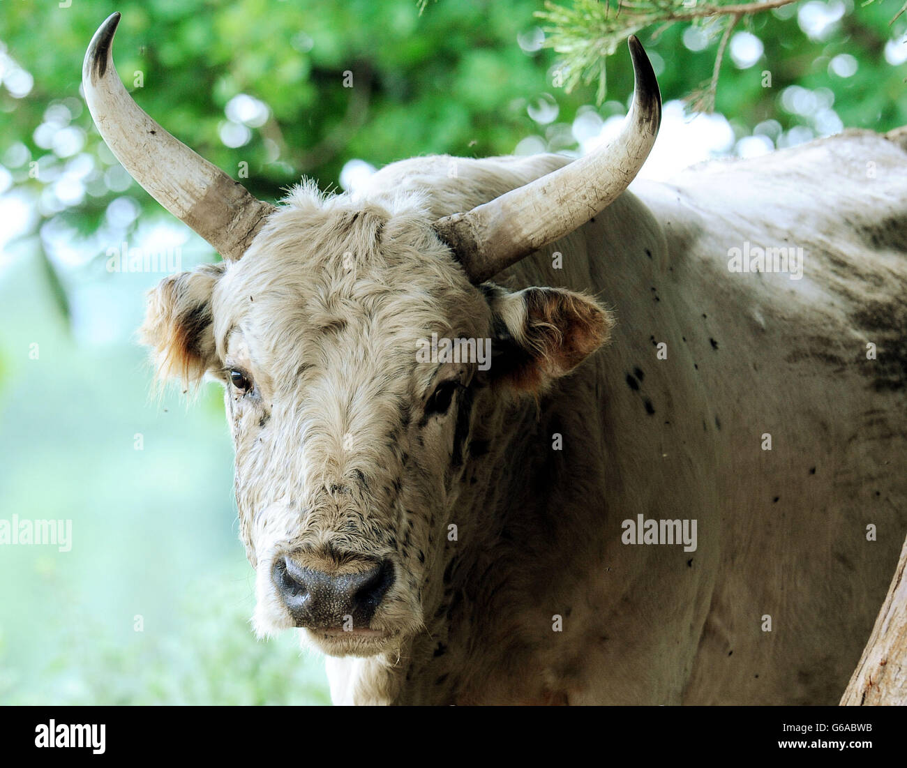 Rare Chillingham cattle Stock Photo - Alamy