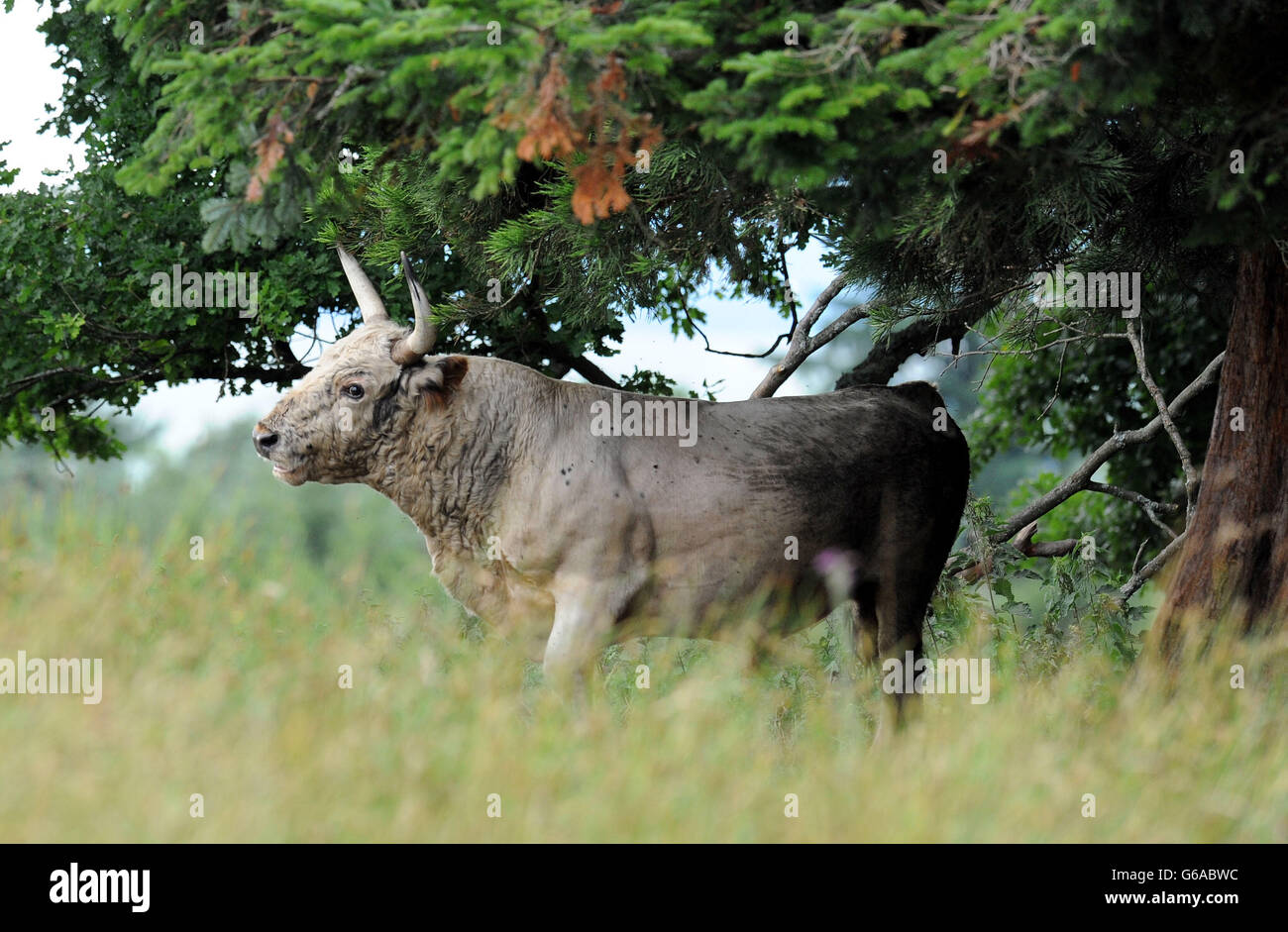 Rare Chillingham cattle Stock Photo - Alamy