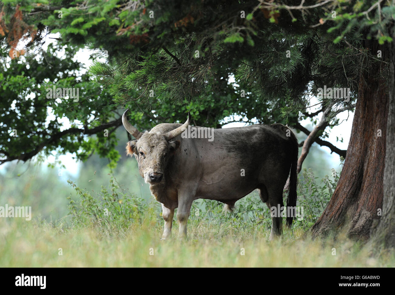 Rare Chillingham cattle Stock Photo - Alamy