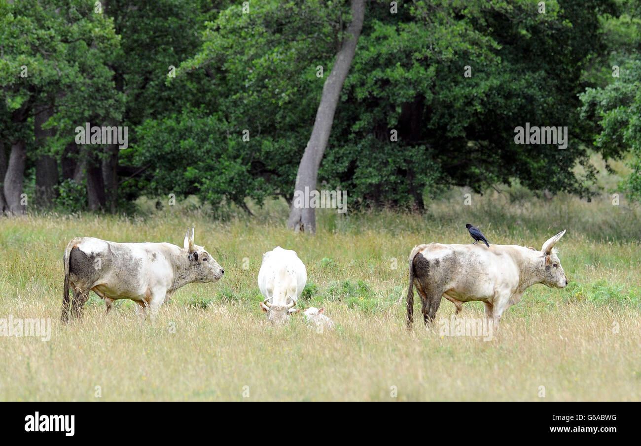 Rare Chillingham cattle Stock Photo - Alamy