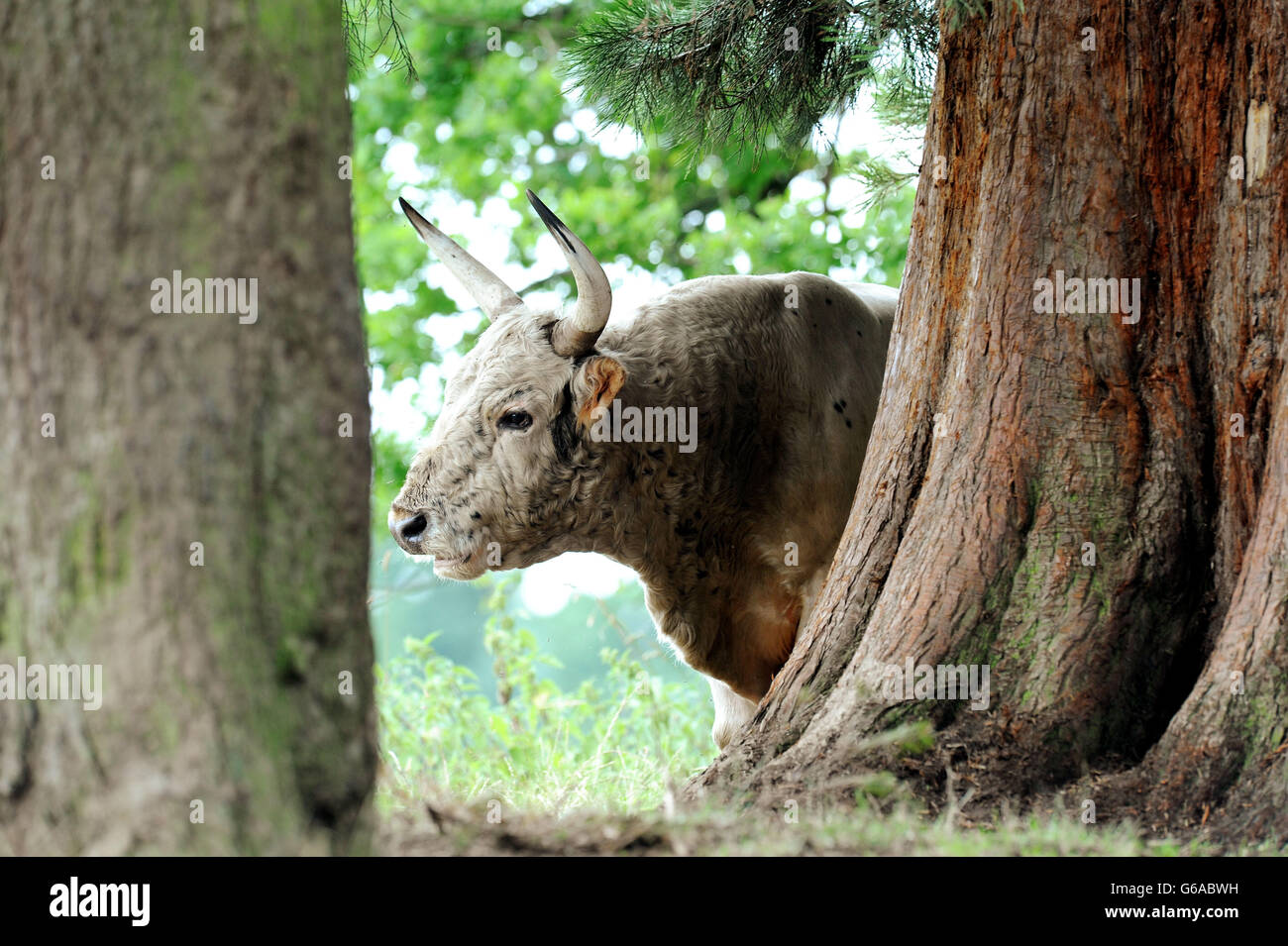 Wild Chillingham Cattle at Chillingham castle in Northumberland as ...
