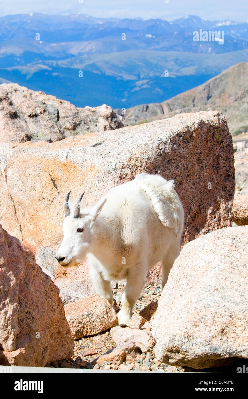 Baby mountain goats frolic on Mount Evans Colorado on a beautiful ...