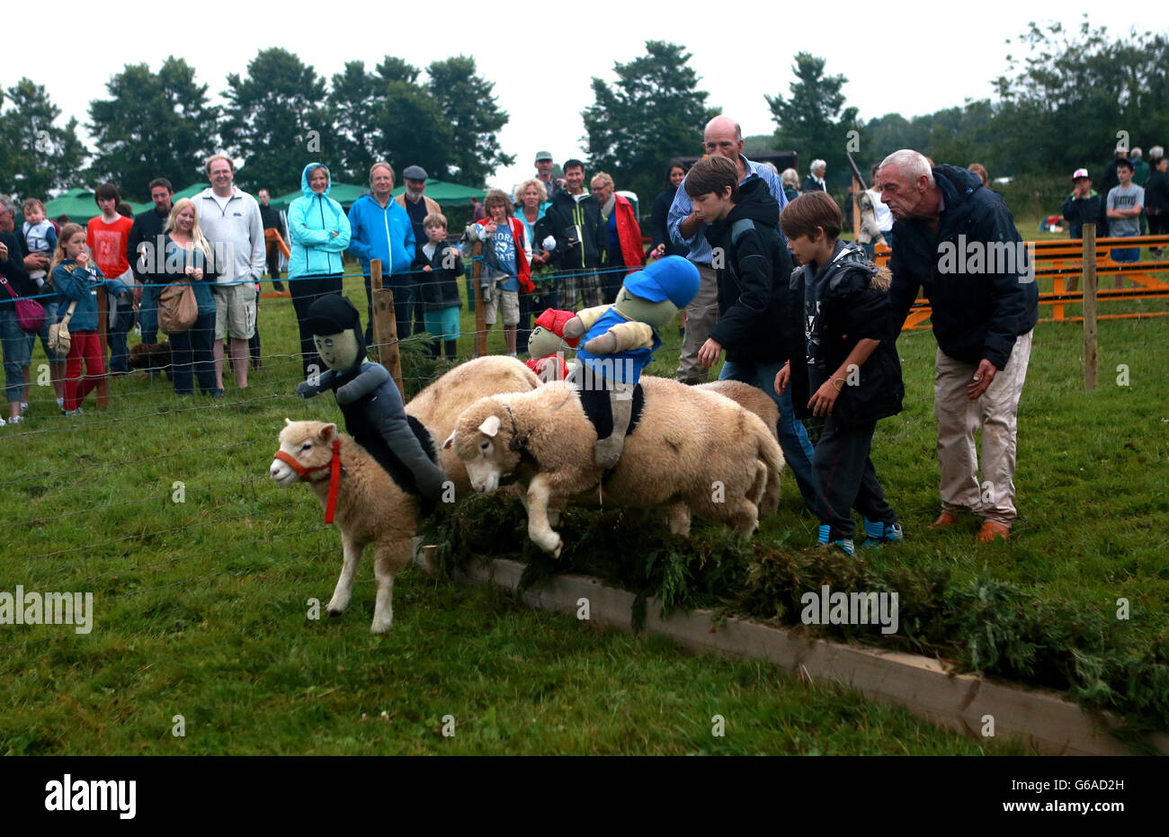 Sheep racing at philleigh country fare in cornwall hi-res stock ...