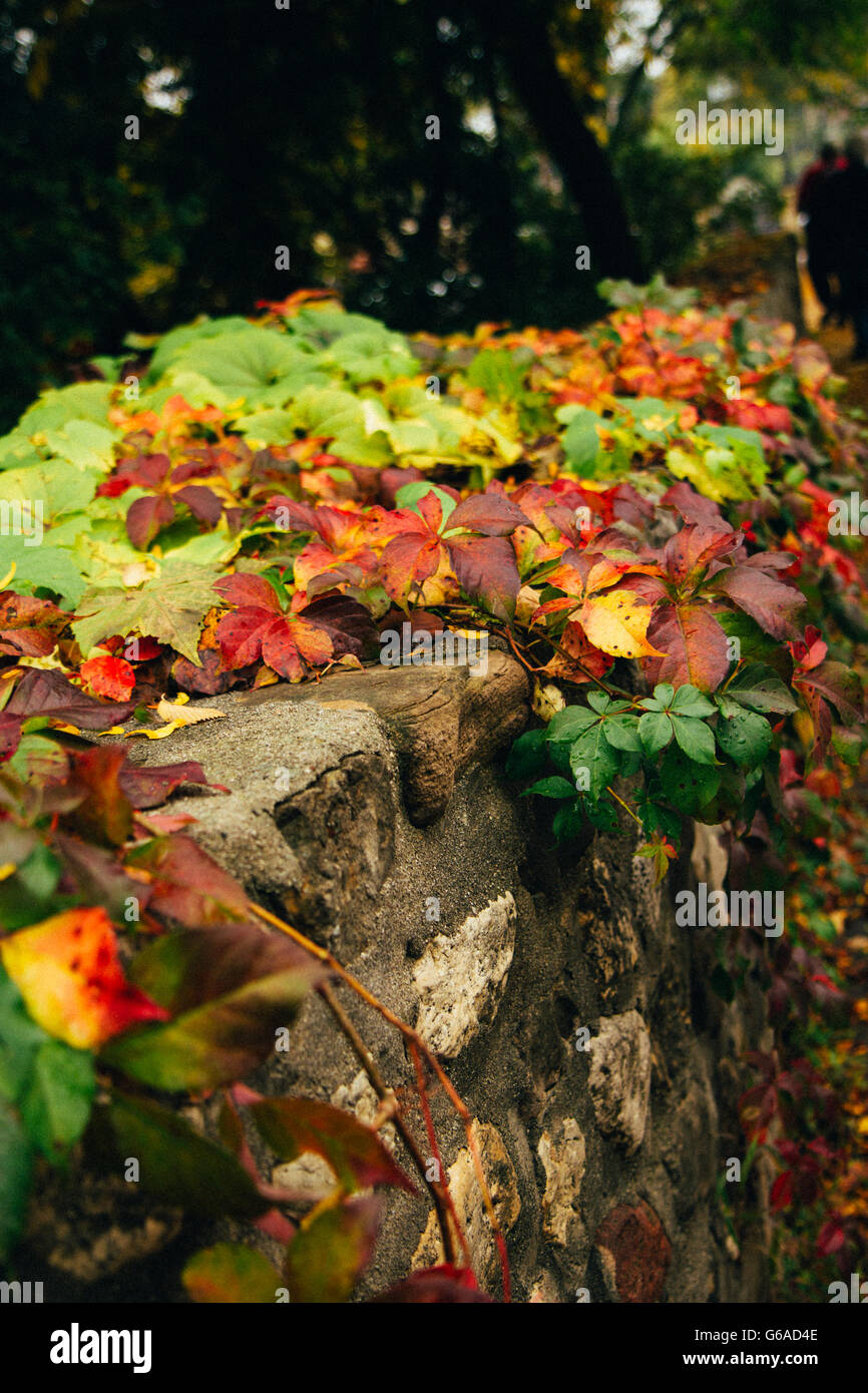 Stone Wall with Fall Colored Foliage Stock Photo - Alamy